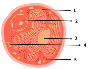 Perhatikan gambar rhodophyta uniseluler di bawah i...