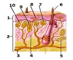 Perhatikan gambar di bawah ini! Rogu sedang ...
