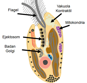 Perhatikan struktur Cryptophyta berikut: Bag...